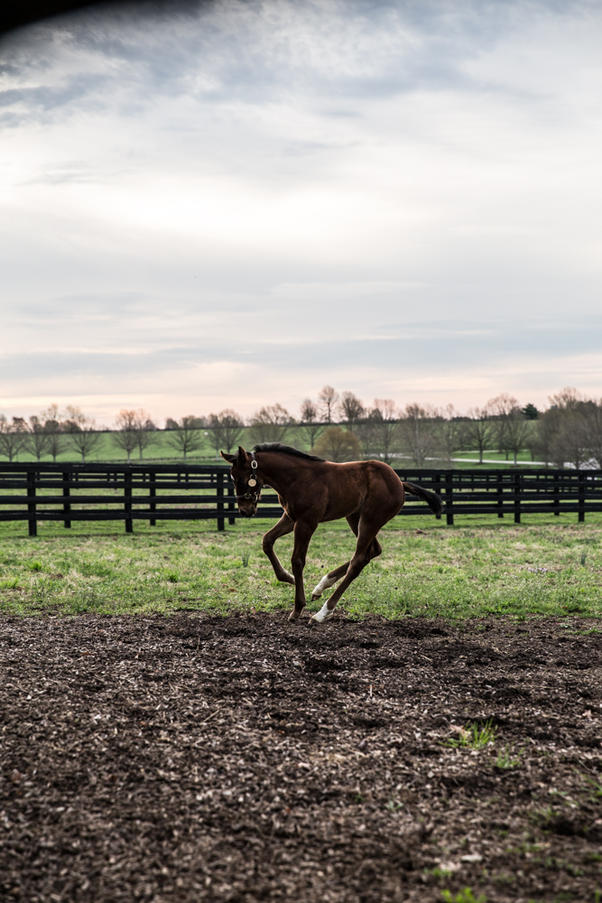 Stonestreet Farms - Club Oenologique