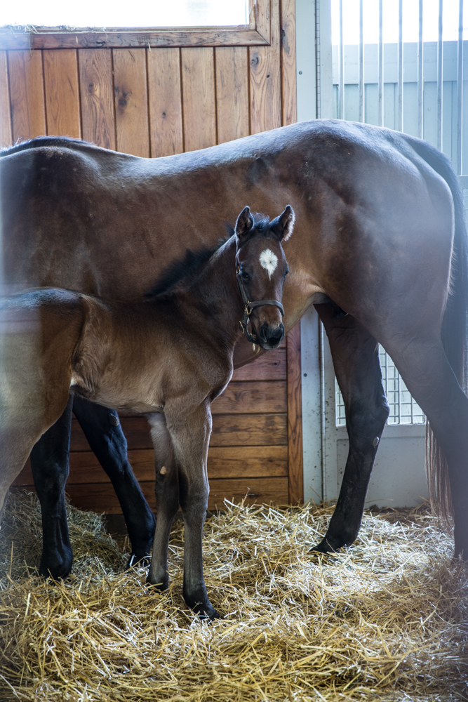 Stonestreet Farms - Club Oenologique