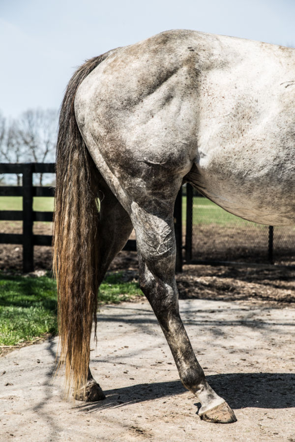 Stonestreet Farms - Club Oenologique