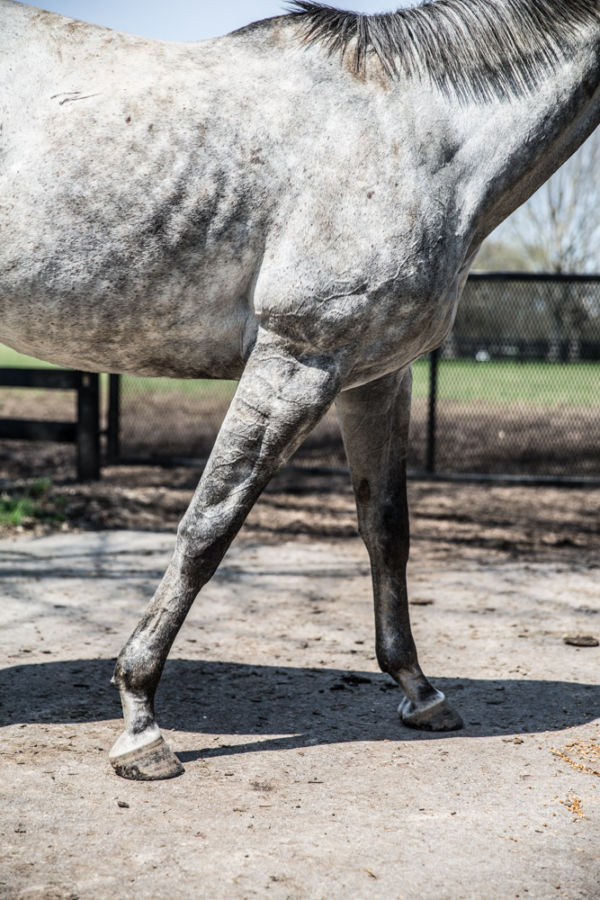 Stonestreet Farms - Club Oenologique
