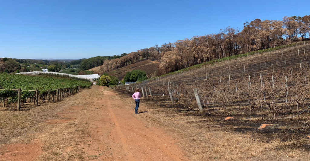 Australian wineries seek to recover from bushfire ruin - Club Oenologique