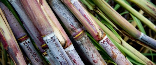 Ten of the best rums from around the world - Club Oenologique