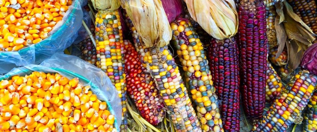 Five of the best corn-based spirits for summer sipping - Club Oenologique