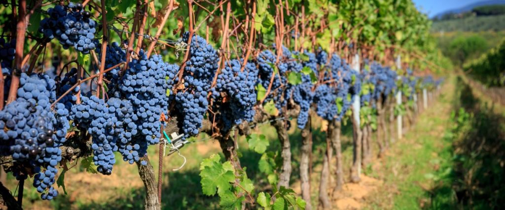 Best Italian red wine 2022: 8 award-winning reds from across Italy