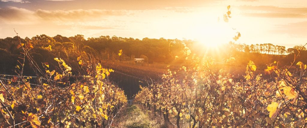 Nina Caplan: Nina Caplan's wine diary from an extraordinary year