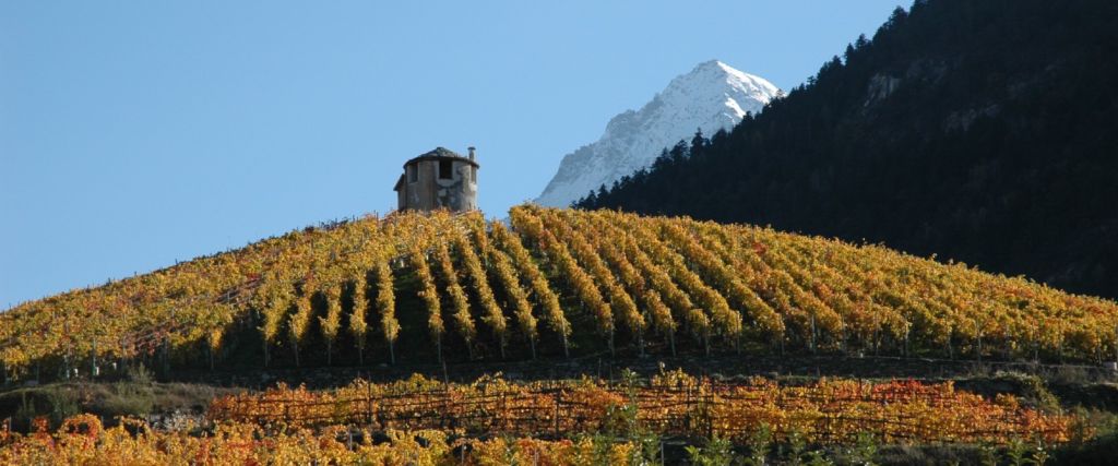 On the edge of winemaking: high-altitude vineyards around the world