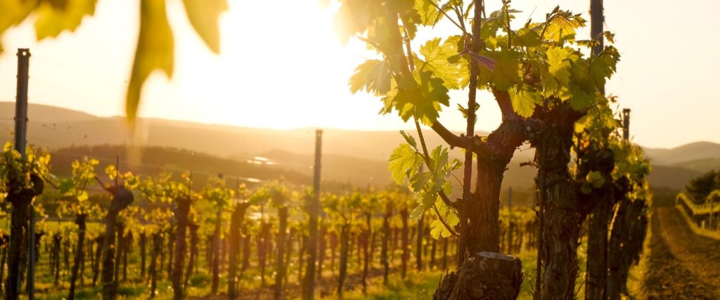 Best Austrian wine: eight award-winning Austrian wines to try