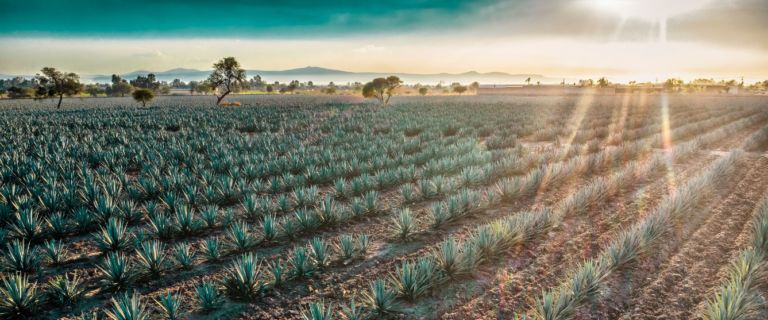 Best Tequila: 12 top bottles of the agave spirit to try