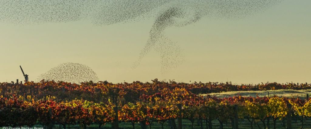 Wine photographer of the year 2022: the shortlist