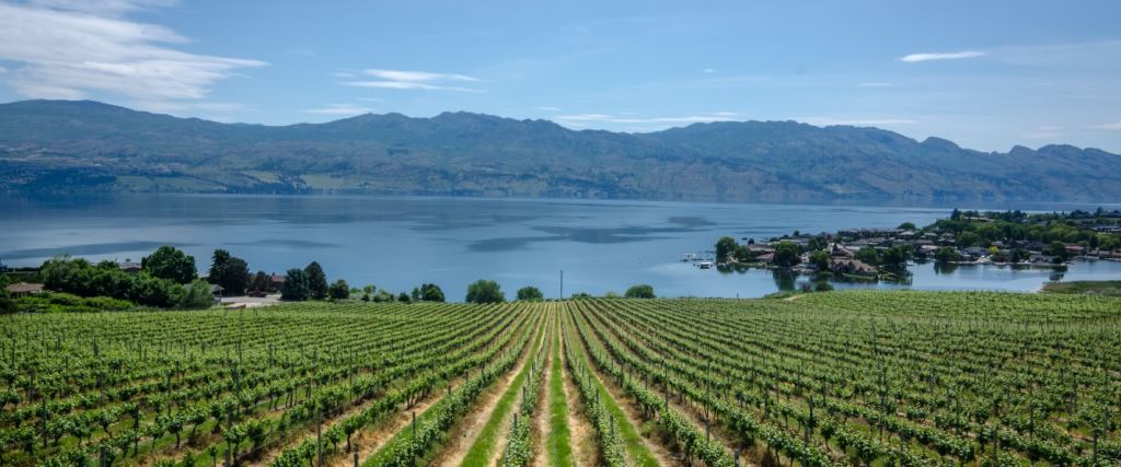 Best Canadian wine: 11 award-winning wines to try from Canada