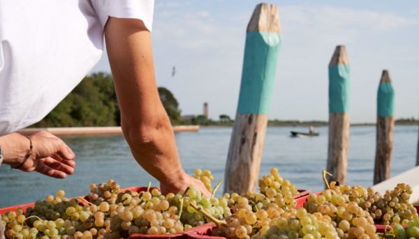 Celebrating Venice's ancestral crafts – including winemaking at Venissa