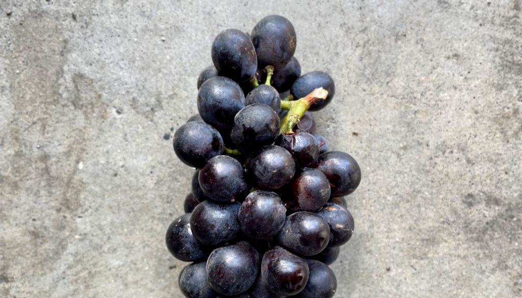 Best New World Shiraz: cooler climate reds for the cellar