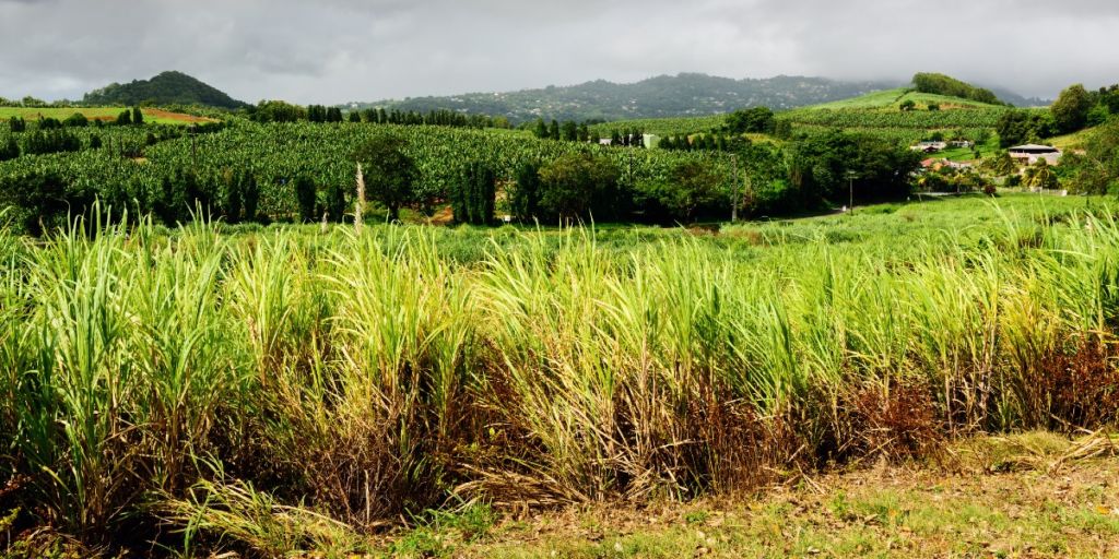 Best rhum agricole 2024: 19 top bottles of the rising rum style