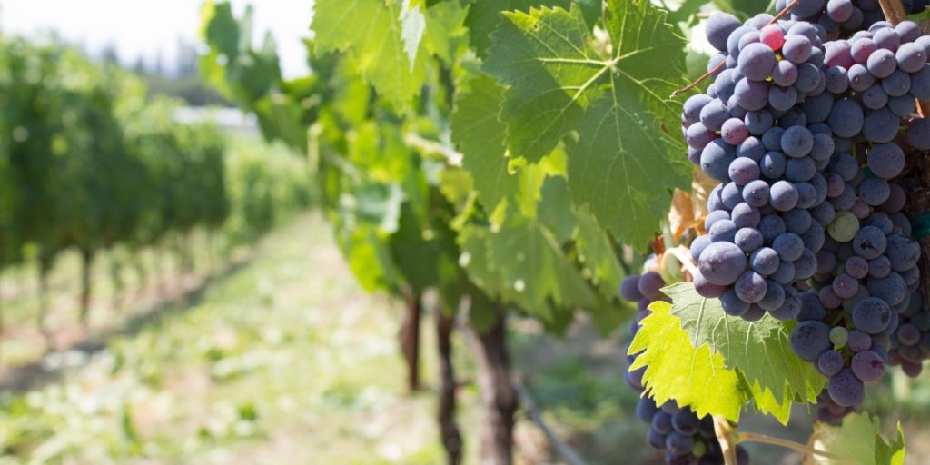 Rogue Valley Tempranillo: the Spanish grape's Southern Oregon rise