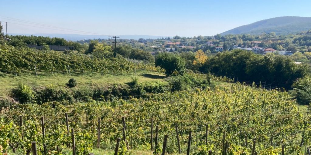 Nina Caplan: celebrating the wines of Macedonia