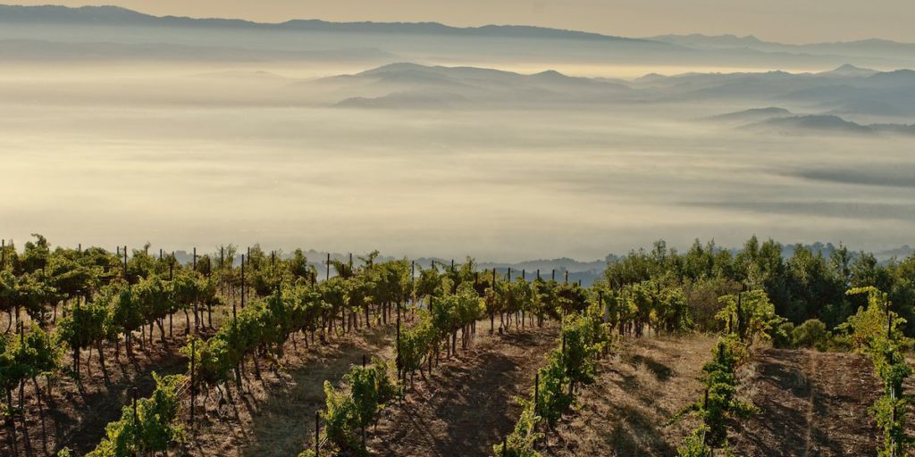 Monte Bello wine tasting report: 60 Years of Ridge Monte Bello