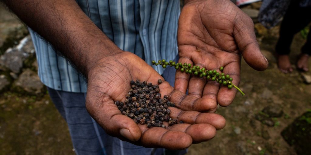 Pepper: Understanding the spice's flavour, history and origin