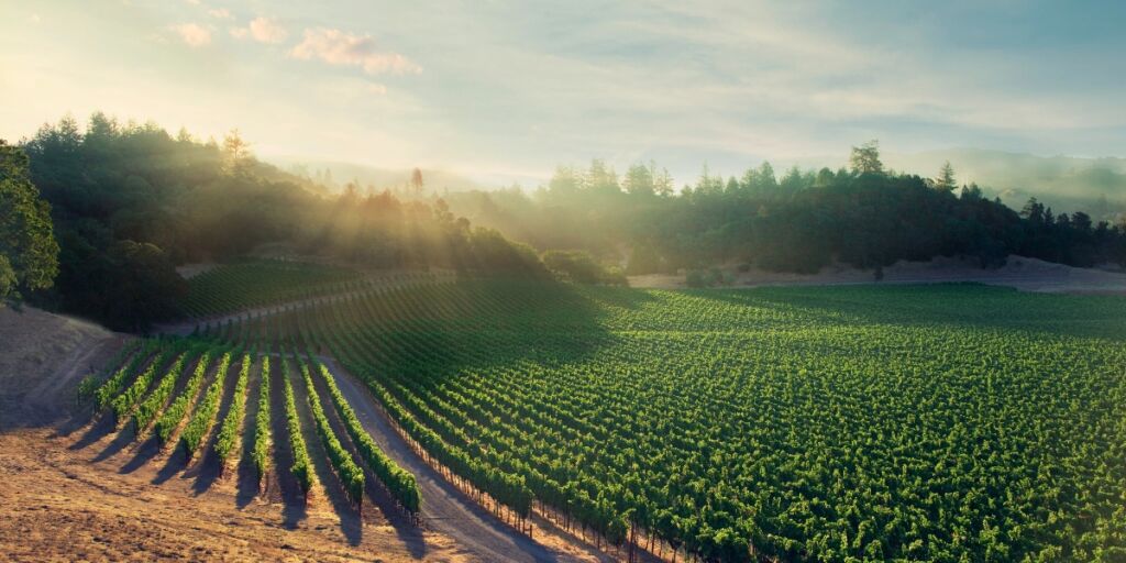 California wine travels: From the boutique to the booming - Club ...