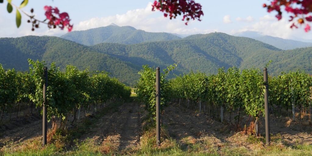 The Drinking Hour podcast: Georgian wine special - Club Oenologique