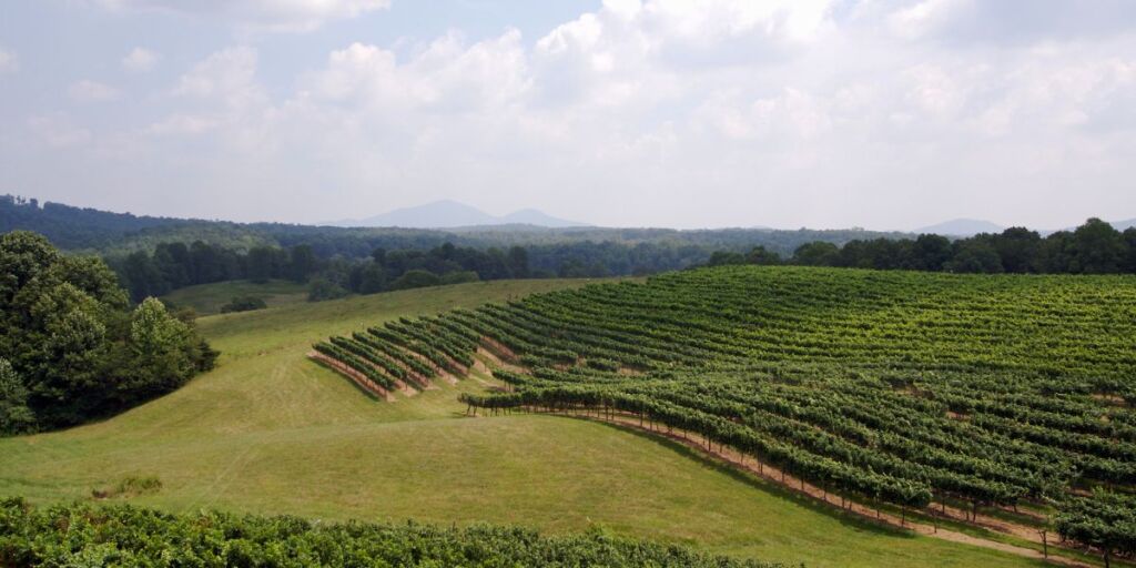 Georgian grape varieties: An opportunity for adventure