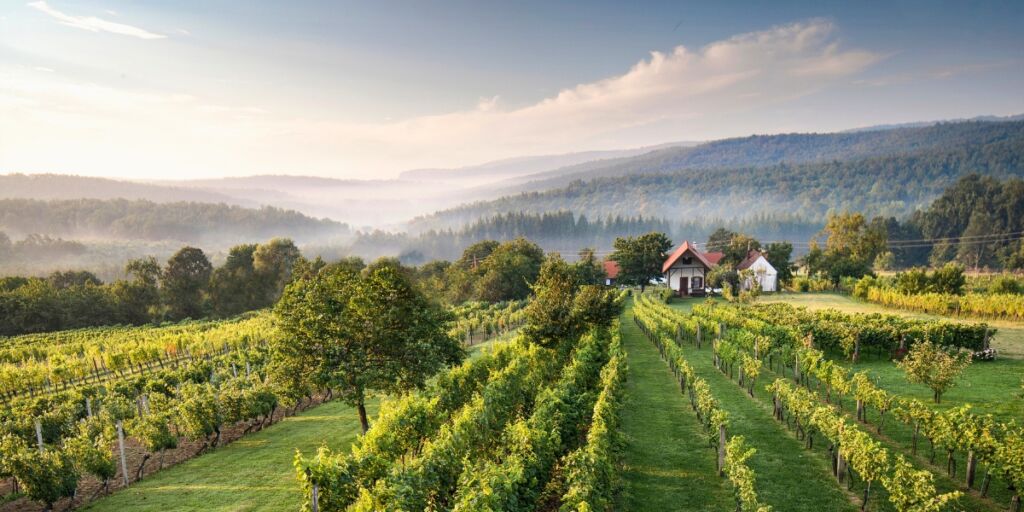 Austrian red wine: three grape varieties to know