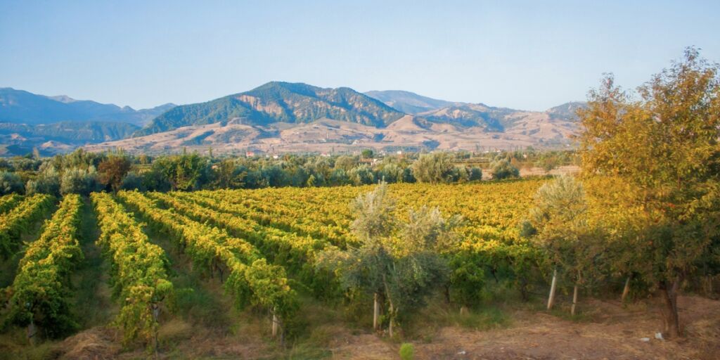 Turkish wine: Getting to know Turkey's indigenous grapes