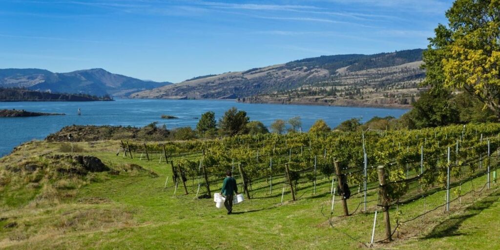 Exploring the best Washington State wineries