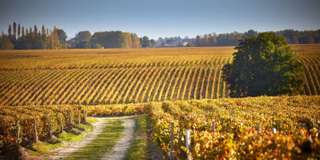 2021 Bordeaux in bottle: five to try from 'a winemaker's vintage'