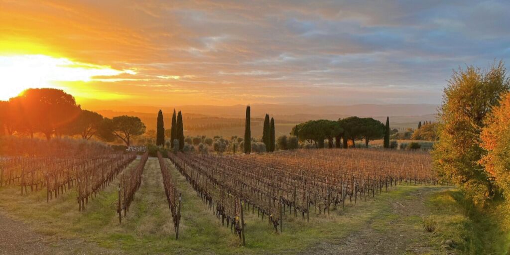 The rising stars of Brunello di Montalcino - Club Oenologique