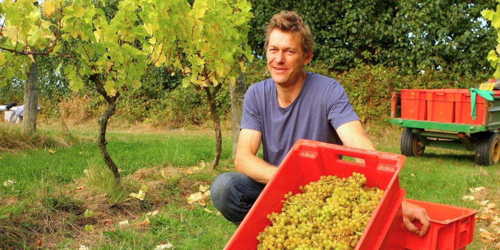 The resurgence of Germanic grapes in English wine