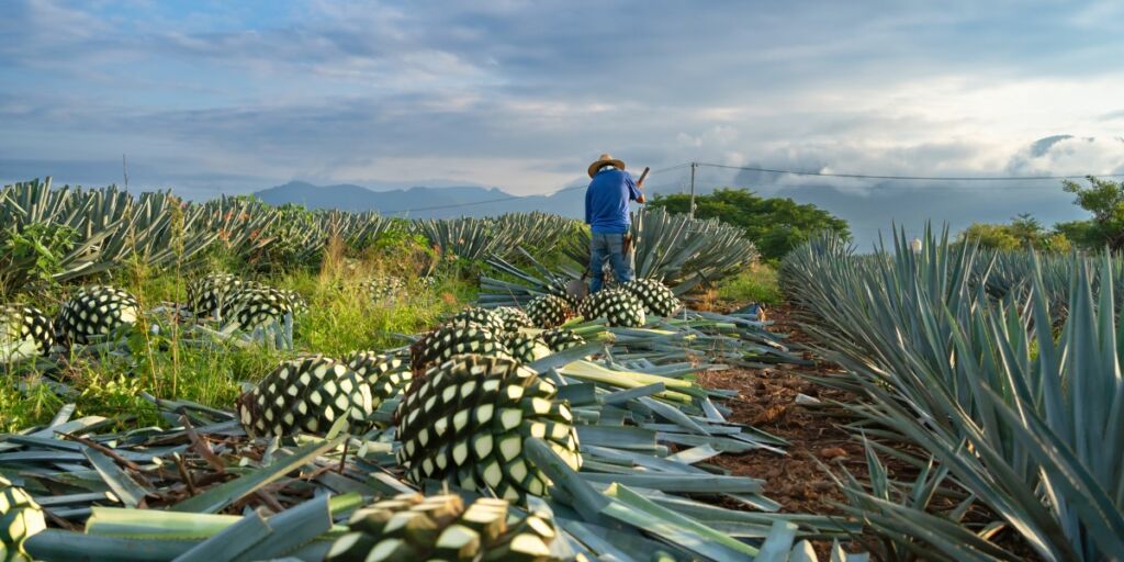 Five of the best corn-based spirits for summer sipping - Club Oenologique