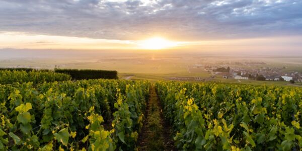 5 Grower Champagne producers to watch