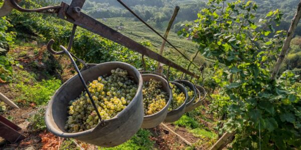 How the Martinotti method took Prosecco Superiore to the next level ...