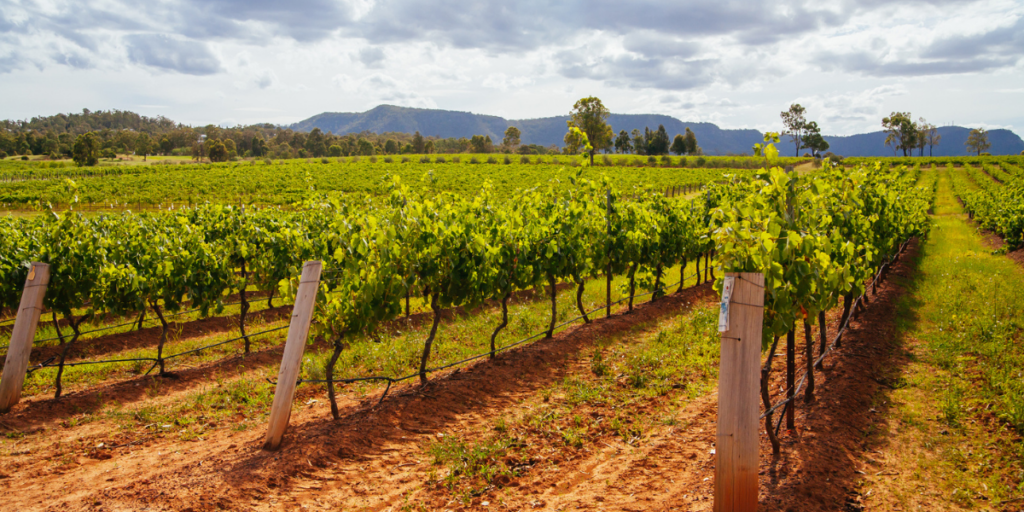 The Drinking Hour podcast: Australian wine with Andrew Caillard MW