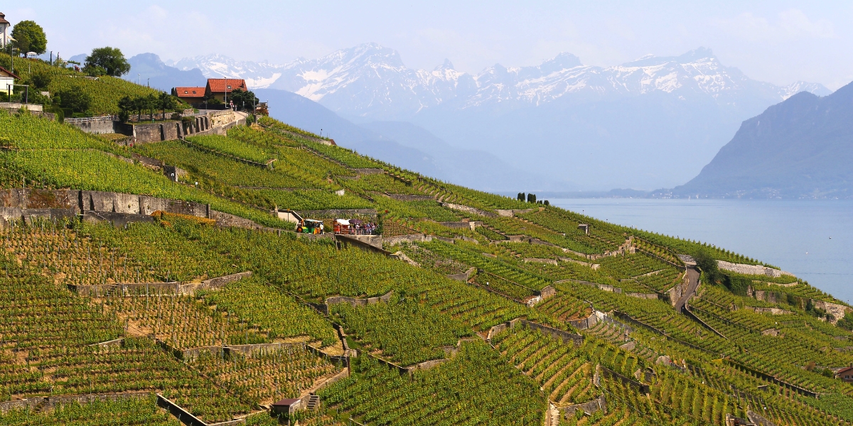The best wine tourism experiences in Switzerland